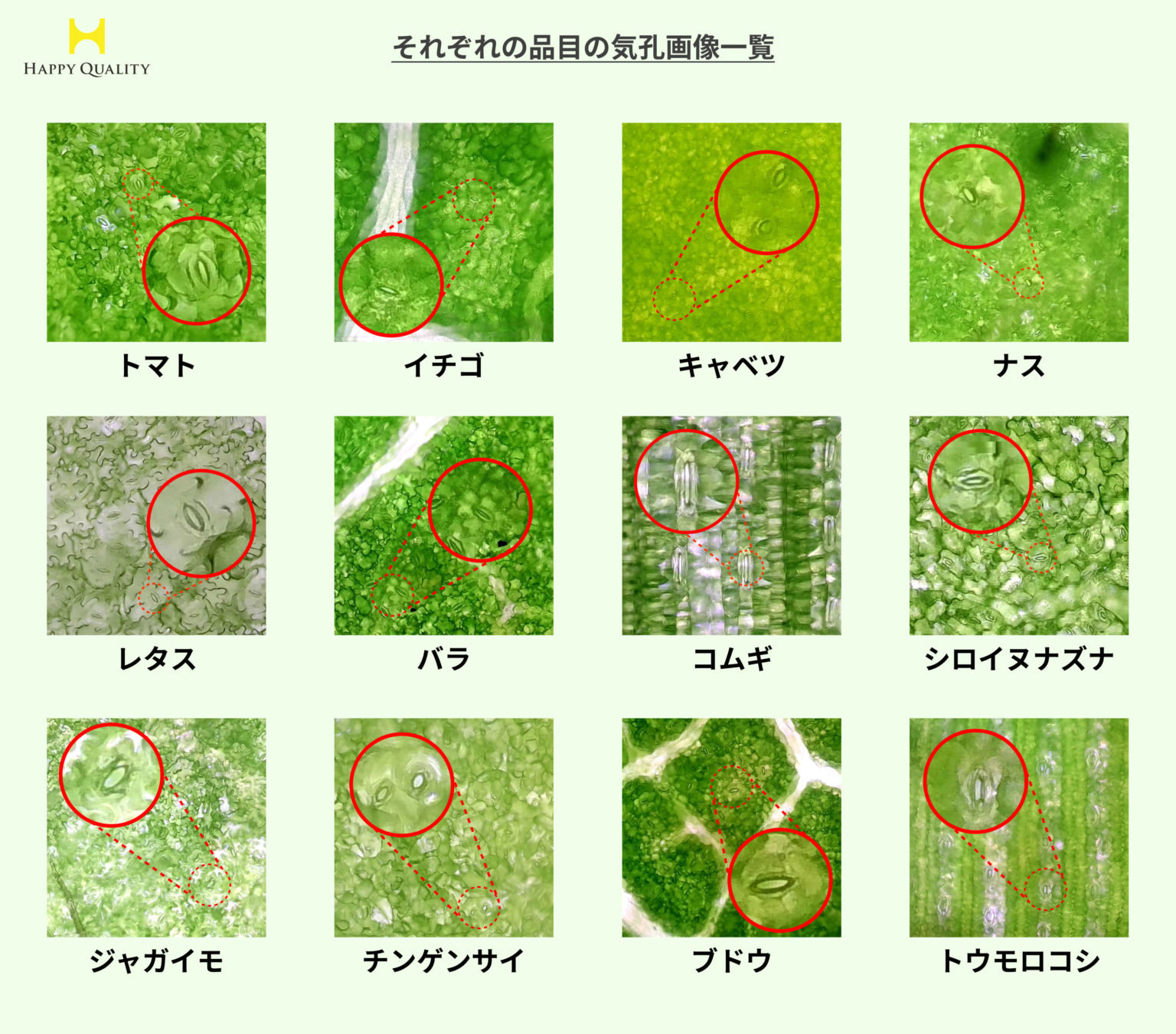 植物の呼吸口？気孔の役割と形の違いを詳しく解説 – Happy Quality